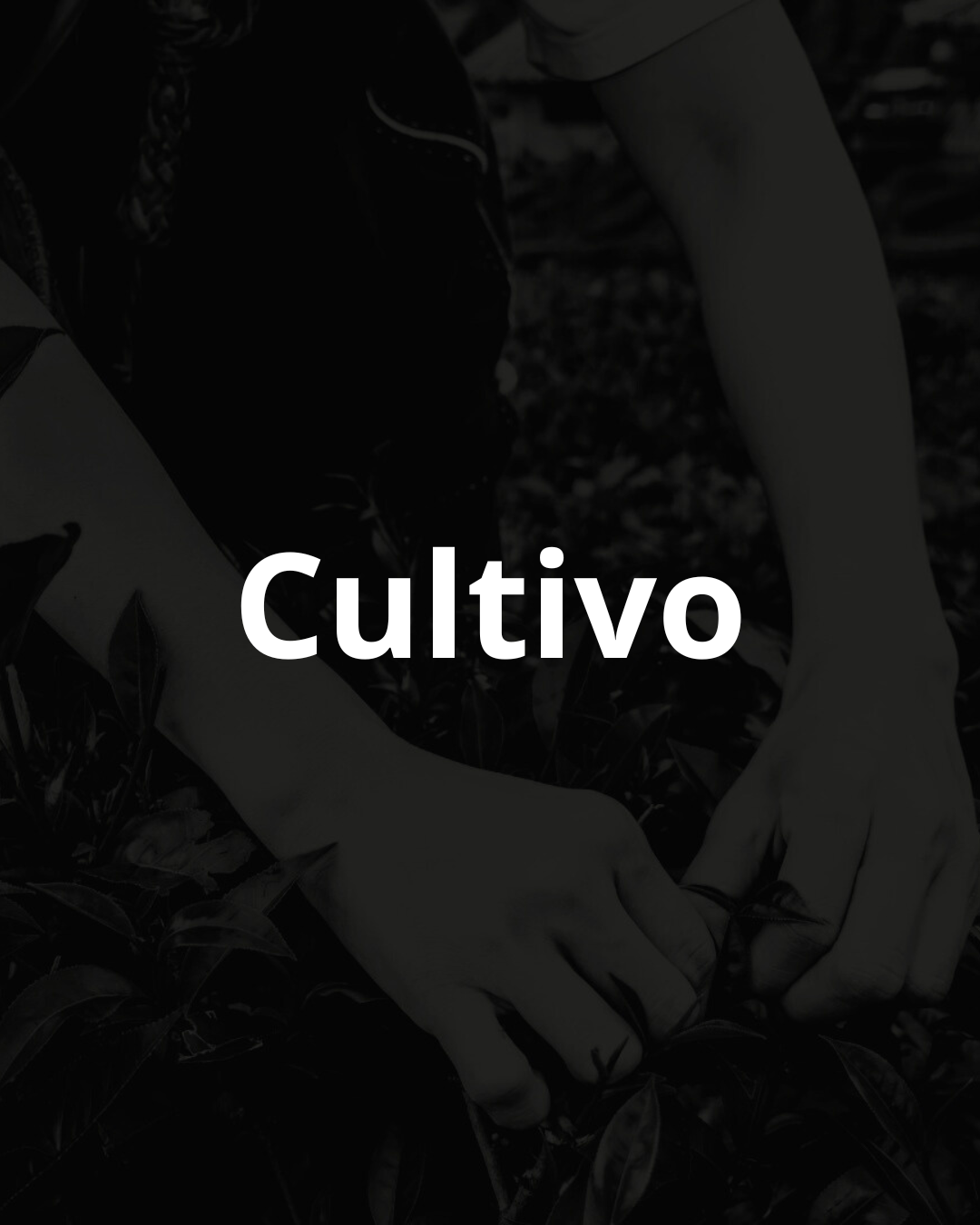 Cultivo – degrow.cl